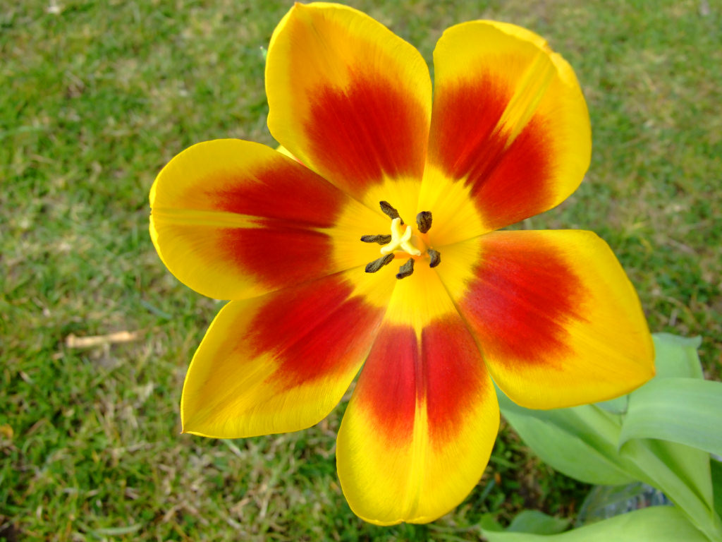 Flora Net: Tulip... awesome flowers in the Earth..!!!