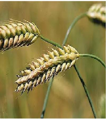 vinflorecencias: INFLORESCENCIA EN ESPIGAS