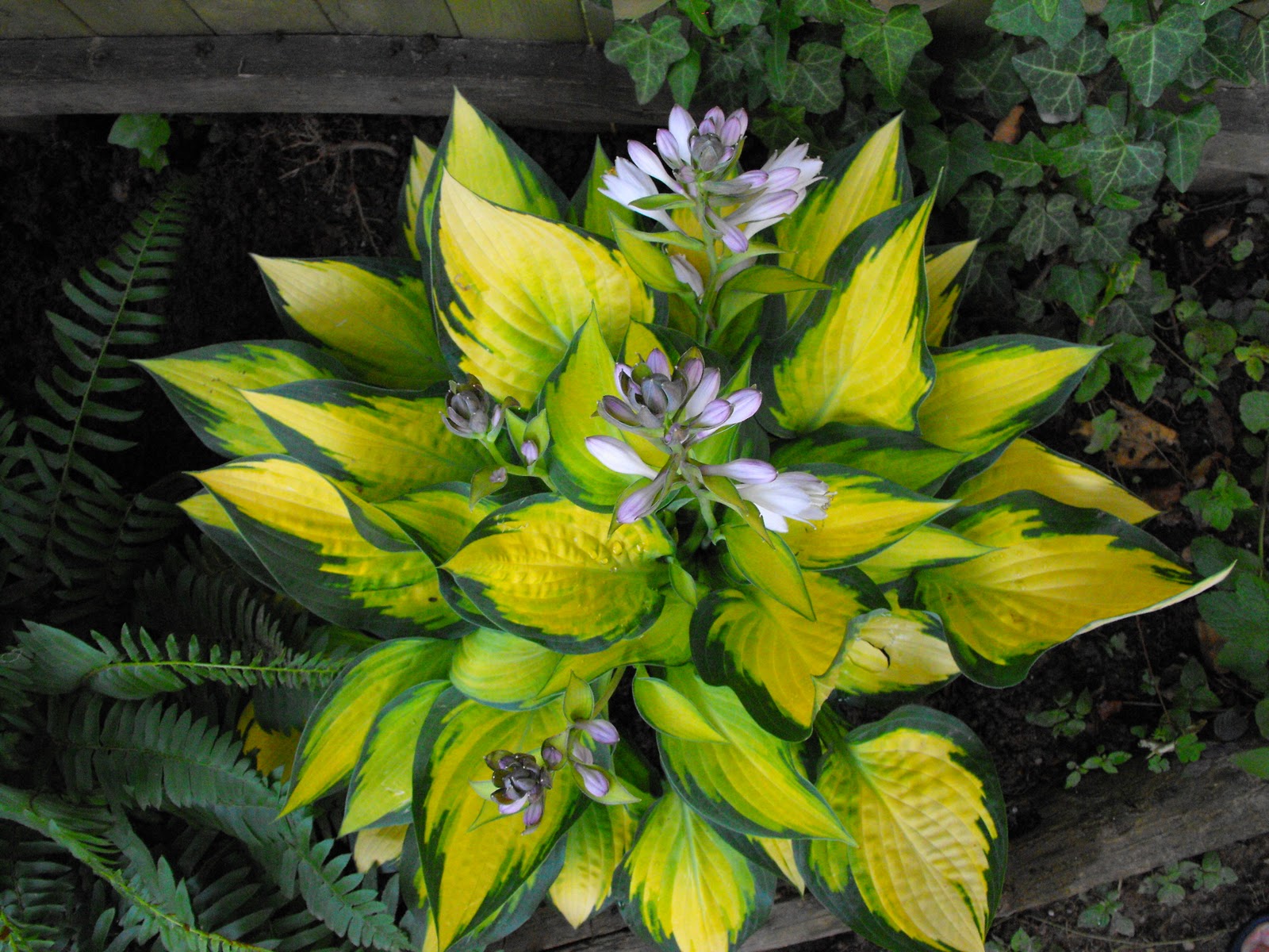Dirty Thoughts: A Gardening Life: Hosta Flowers