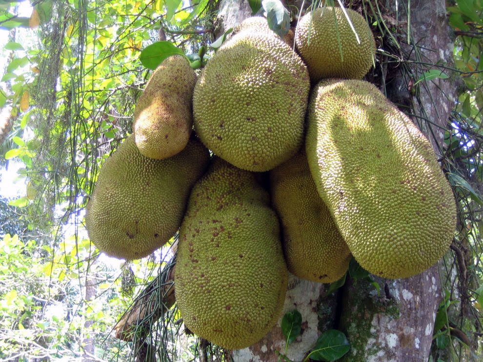 Aux Frontières de l'Inde: Le Jacquier alias Le Jack-fruit