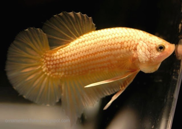 Labyrinth fish - air breathing fish - anabantoids | ornamental aquarium ...