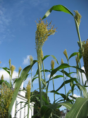 The Farmers' Museum: Broom Corn Harvest