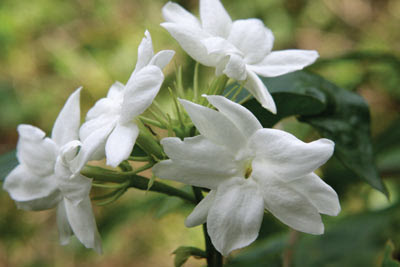 Jasmin ~ Cambodia Photos