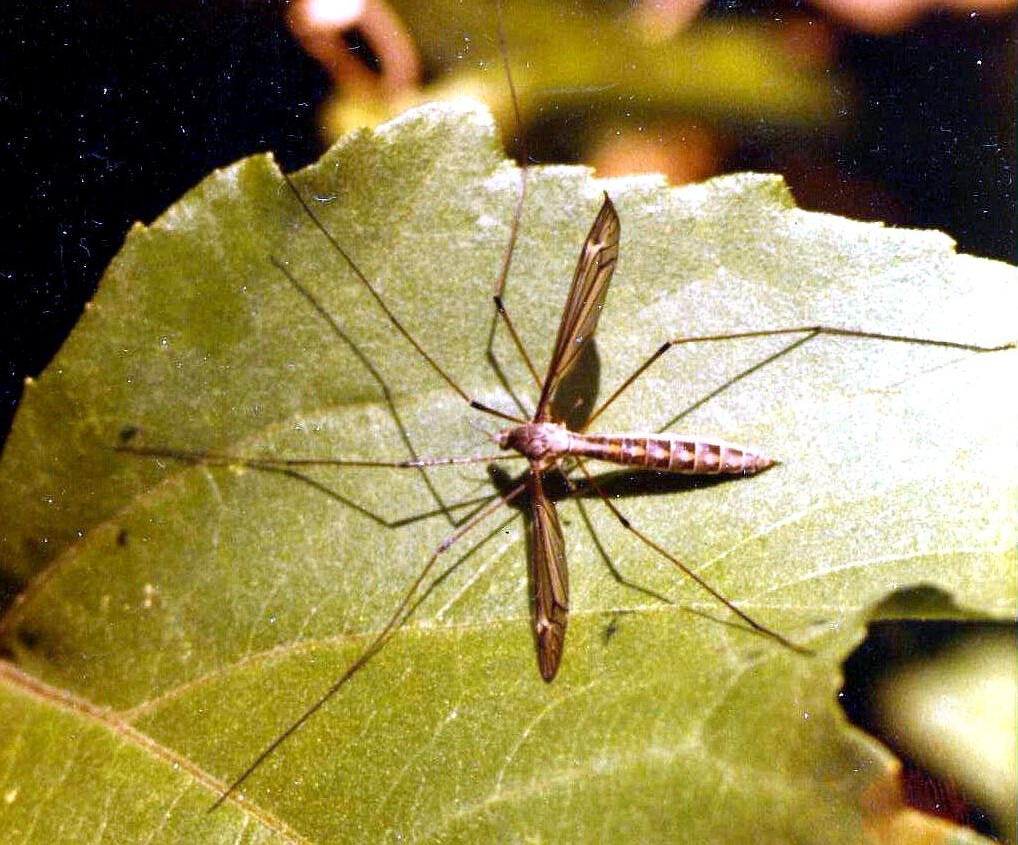 macrosafari: Grande tipule , femelle
