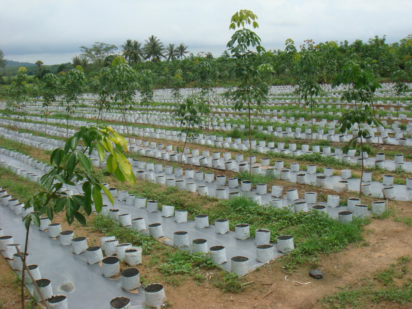 CILI FERTIGASI : HABENARIA GROW: Gambar-gambar Ladang Fertigasi