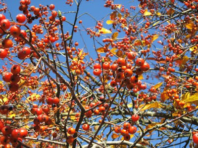 cabin + cub: autumn berry trees
