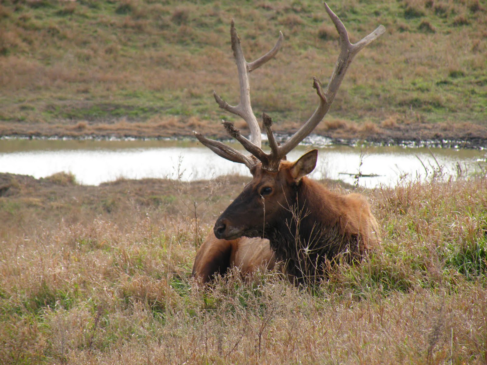 Song of the Magpie: Elk Spotted