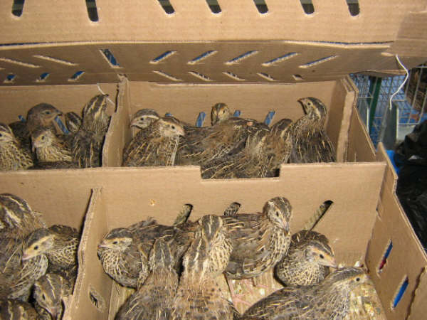 GRANJA DE LA CODORNIZ