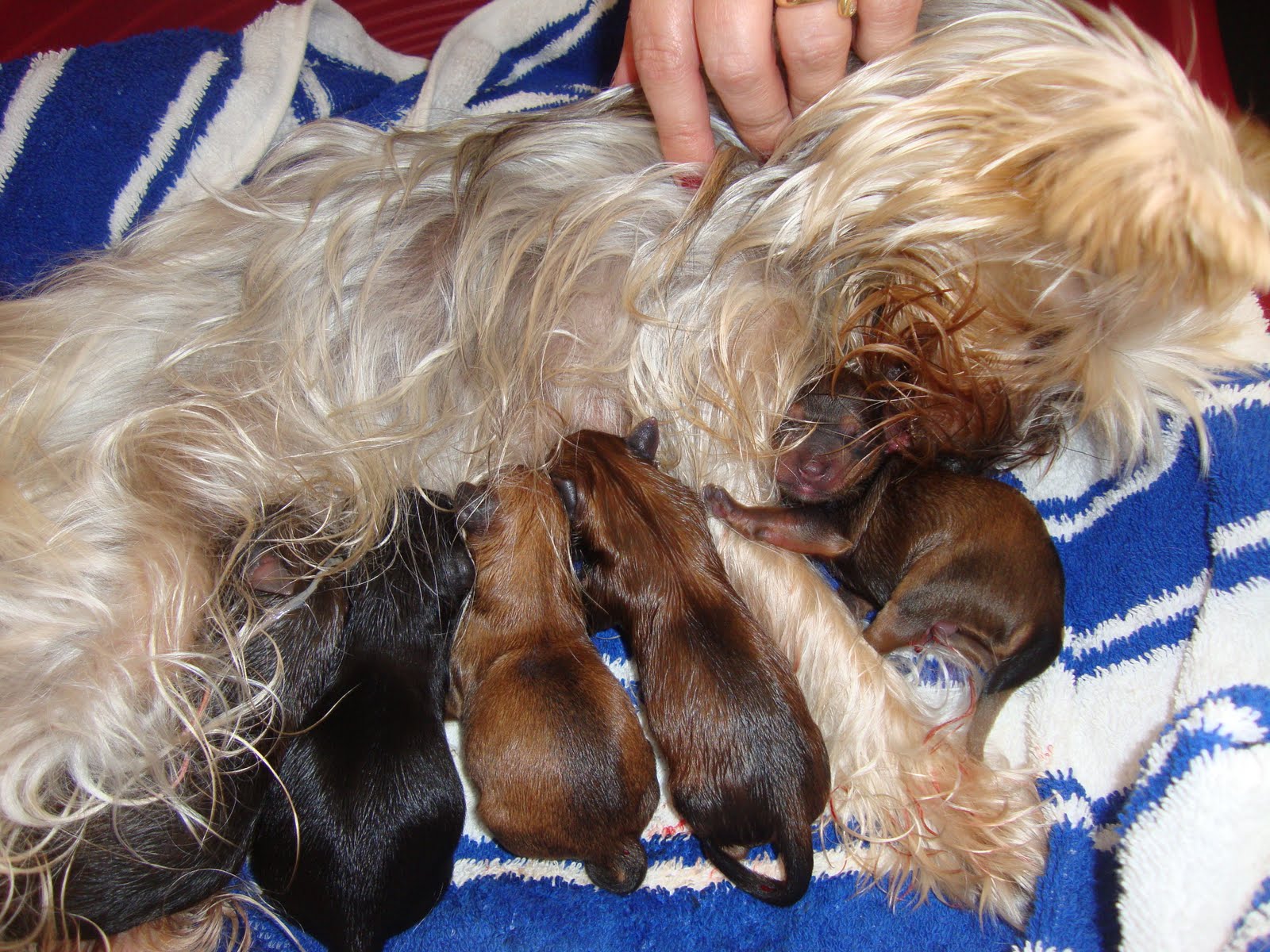 Tamalou: Naissance des chiots.