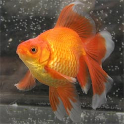 Water-life: Veiltail goldfish