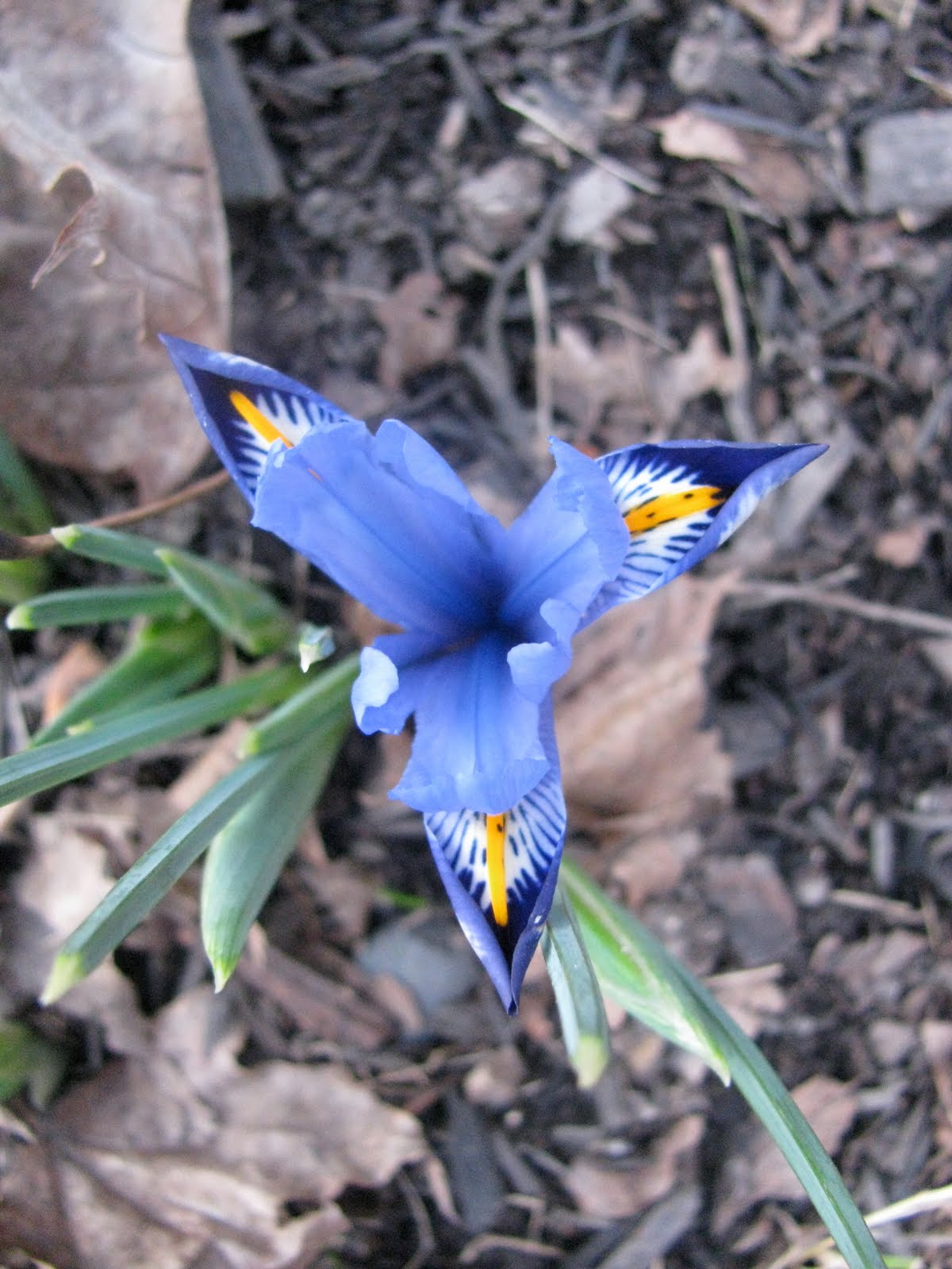 My Roots Run Deep: True Blue: Dwarf Iris "Cantab" Garden Debut