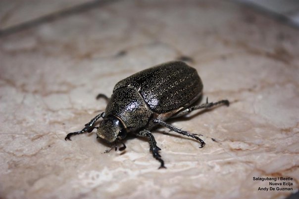 Beach Resorts Philippines: PHILIPPINE INSECTS YOU'LL NORMALLY FIND DAY ...