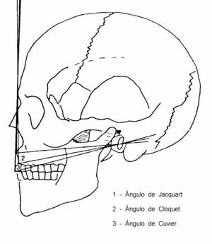 Turma 4.º Ano A -EB1 S. Victor - Braga: Ângulo facial
