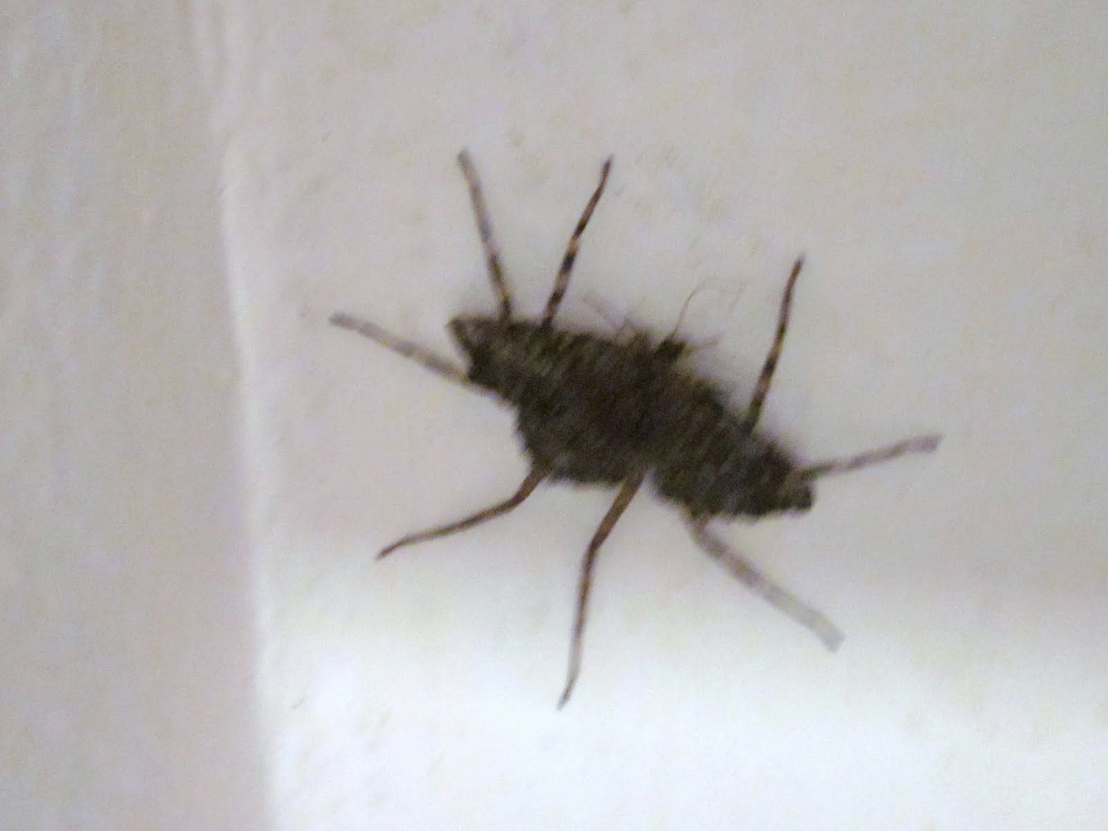 MacArthur's South African Ledger: Flying Spider-Moth