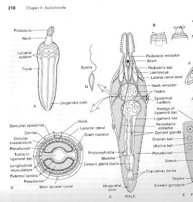 Syndermata: Acanthocephala
