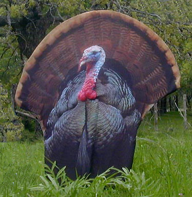 Joey Porter's Pit Bulls: Thanksgiving With Joey Porter's Pit Bulls