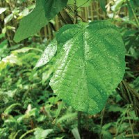 Kids Save The Amazon: the Curare Plant
