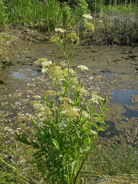 Tophill Low Nature Reserve: Photoshop