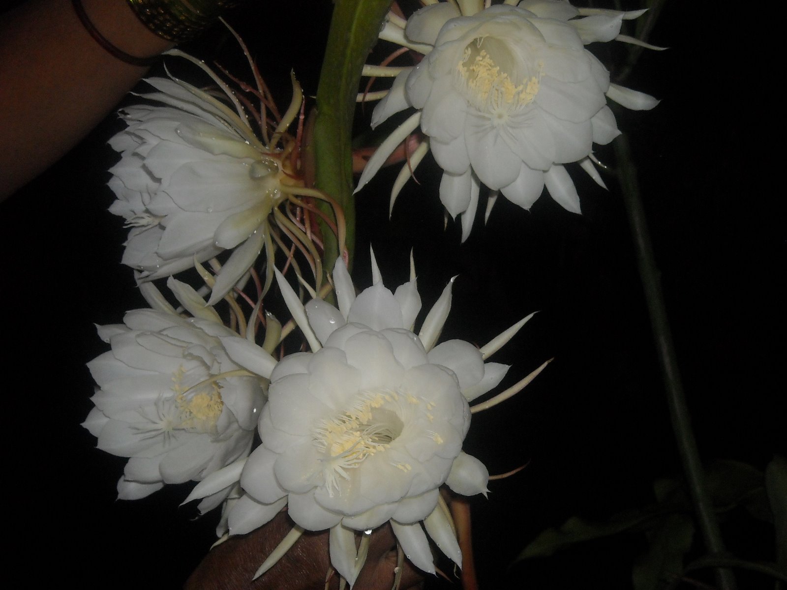 The spring of life.: brahma kamalam