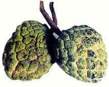 Philippine Facts and History: Atis -Philippine Fruits