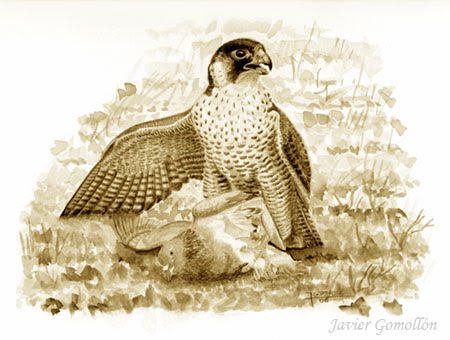 La Naturaleza que nos queda: Halcón peregrino de caza