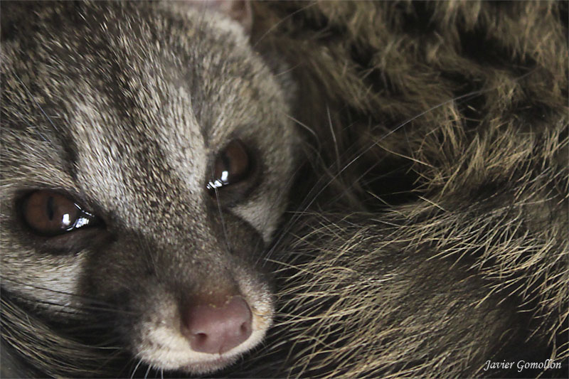 La Naturaleza que nos queda: Una gineta (Genetta genetta)