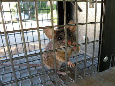 Dusky Footed Woodrat