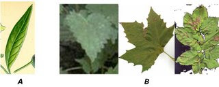 Os TPC' s da Andreia...: Folhas