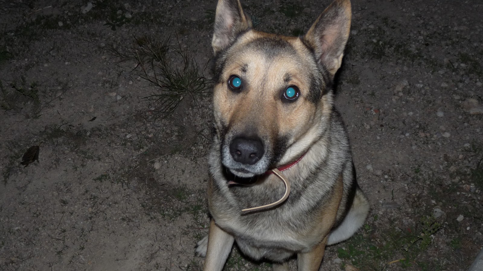 Los Extranjeros Procrean: el perro "azul".....