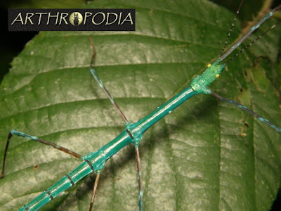 Arthropodia Phasmes: Myronides glaucus