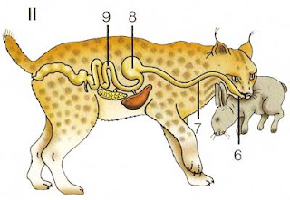 6º ANO- 2º CICLO: EXERCÍCIOS DE CIÊNCIAS DA NATUREZA