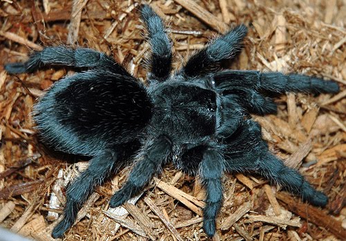 MILSAPONIA: TARÁNTULA PULCHRA o ARAÑA POLLITO