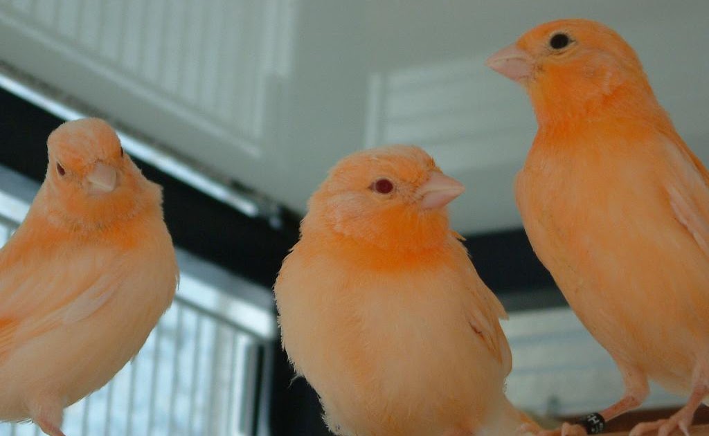 Canários Kardus: Canários de cor...