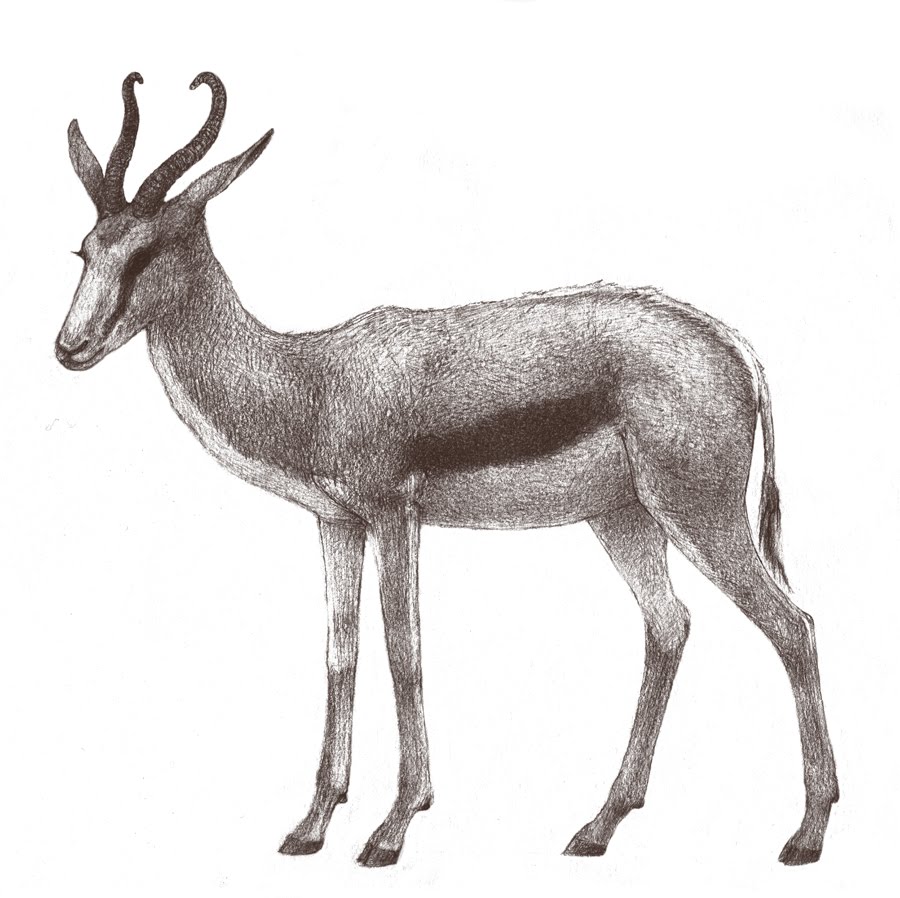 Laura Ambrosiano: Zoo Drawings