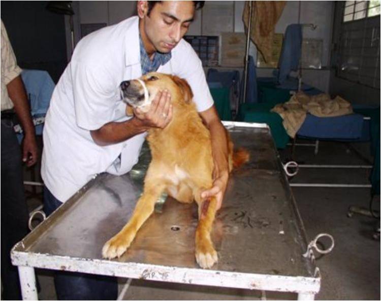 Veterinary Practice: Intravenous Catheterization Techniques & Taping ...