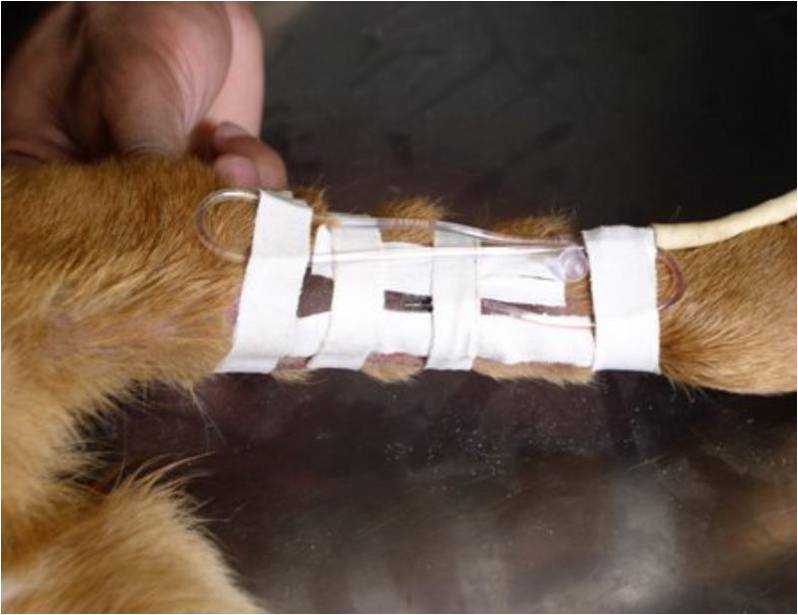 Veterinary Practice: Intravenous Catheterization Techniques & Taping ...