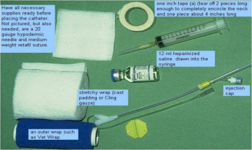 Veterinary Practice: Intravenous Catheterization Techniques & Taping ...