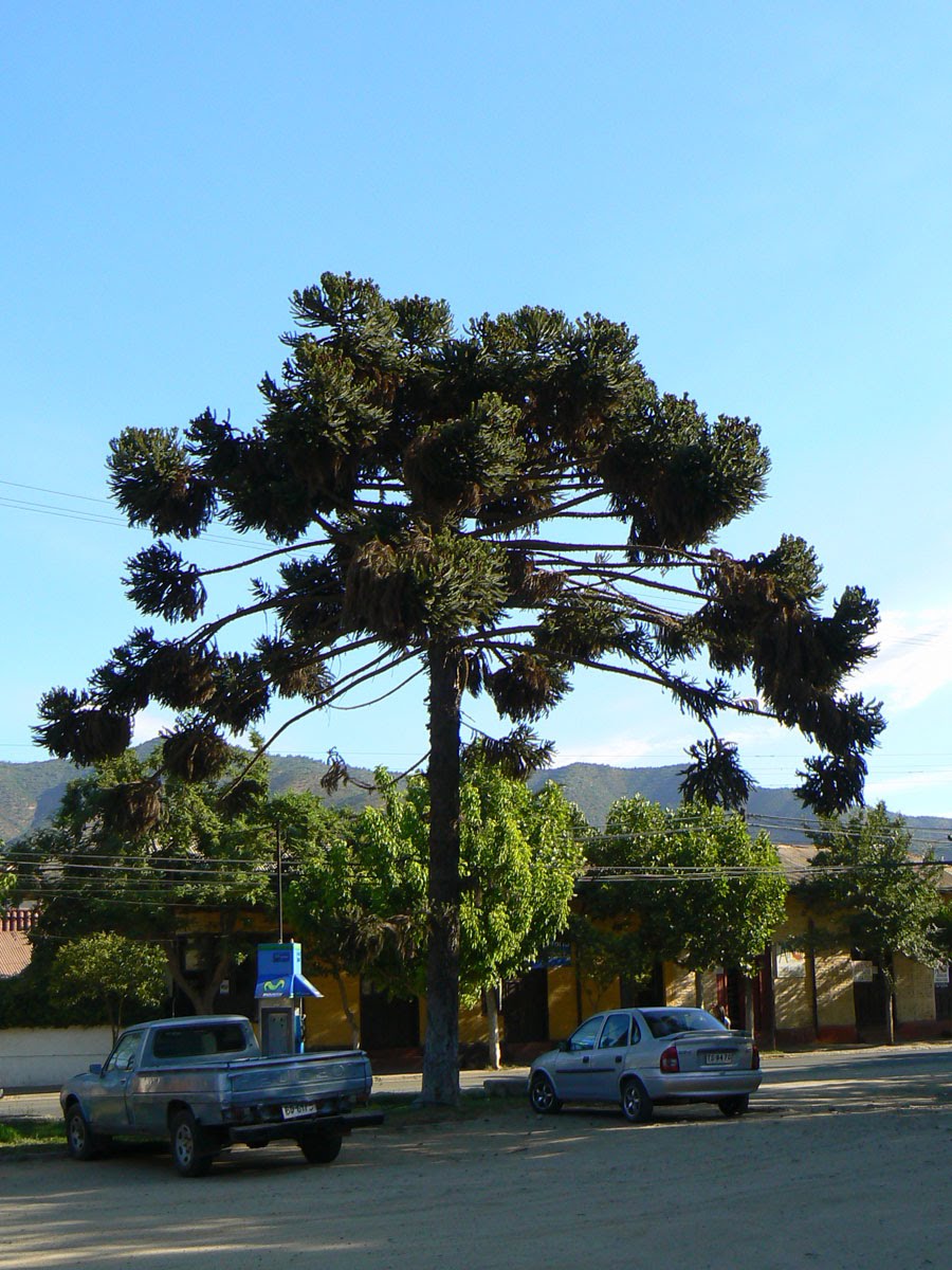 Johnson Joys: Chile---part 3: curacavi, santiago temple, santa lucia ...