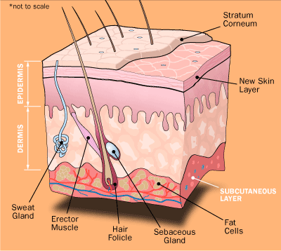 Everything about Tanning: How Sunburn and Sun Tans Work (Part 1)