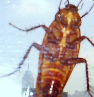 e-Cuneiform scratchings: Giant cockroaches of Hong Kong... ...the siege