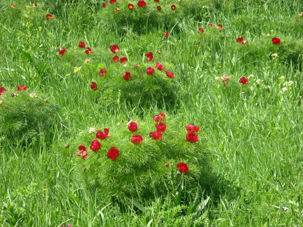 Am ceva de zîs, şi zîc !: Efemerul bujor de stepa