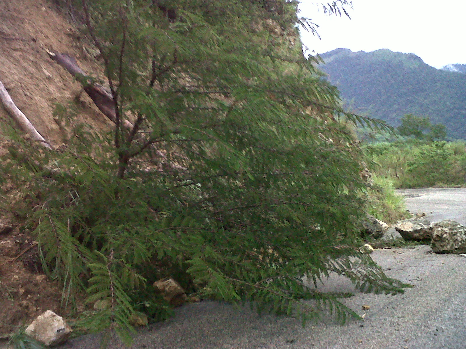 GRANJA EL LIMON, MPIO. DE AMATAN, CHIAPAS EL SEXENIO DEL CAMPO ...
