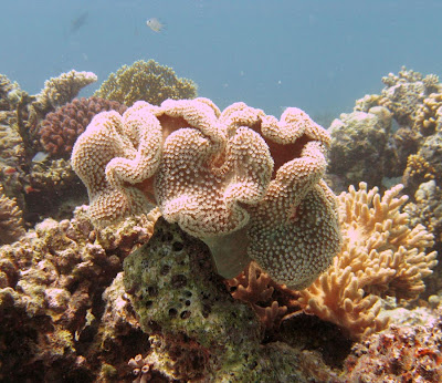 Plongée à la mer rouge: Coraux durs et moux