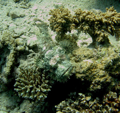 Plongée à la mer rouge: Poisson pierre
