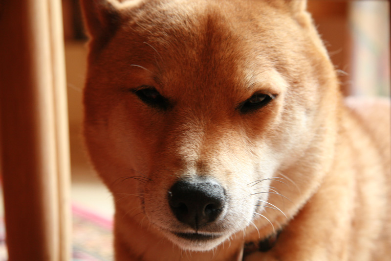 The blog of my Japanese Shiba Inu dogs