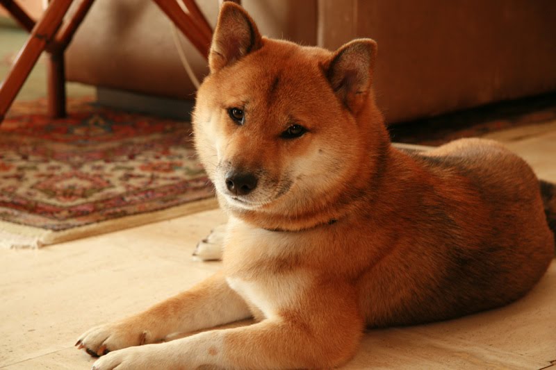 The blog of my Japanese Shiba Inu dogs