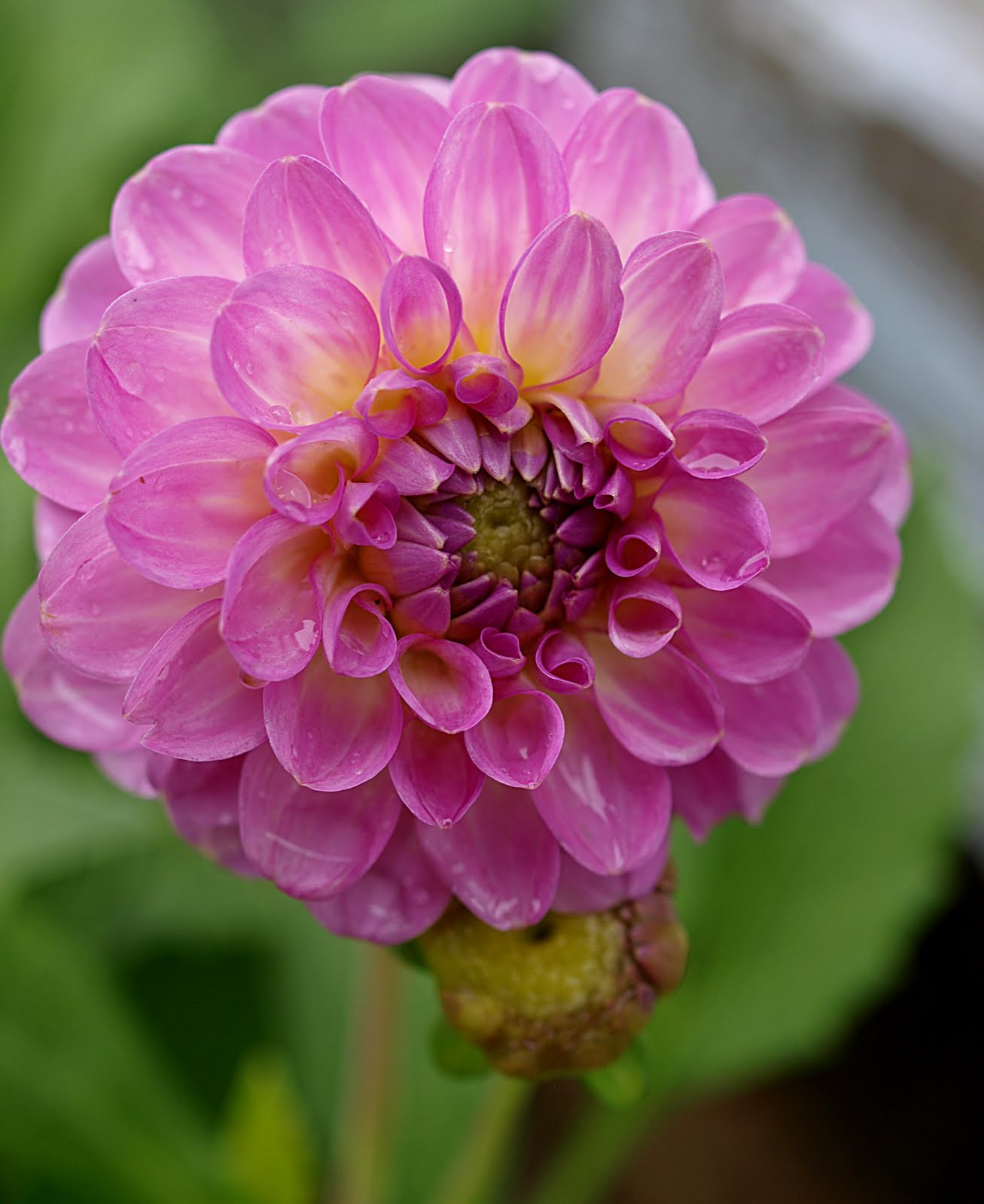 Anita Thomhave Simonsen: Nyeste georginer/dahlier....