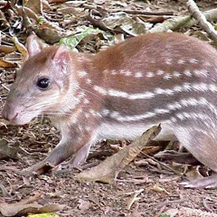 como cuidar tepezcuintles: como cuidar tepezcuintles