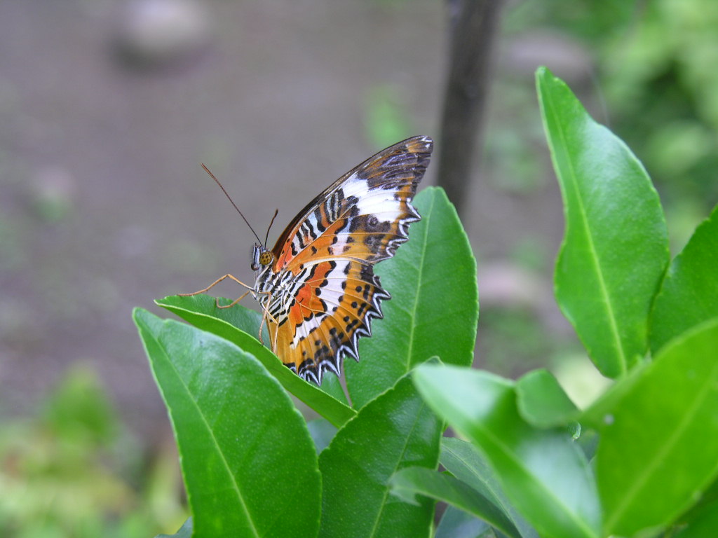 kunang-kunang: ulat, kepompong dan kupu-kupu