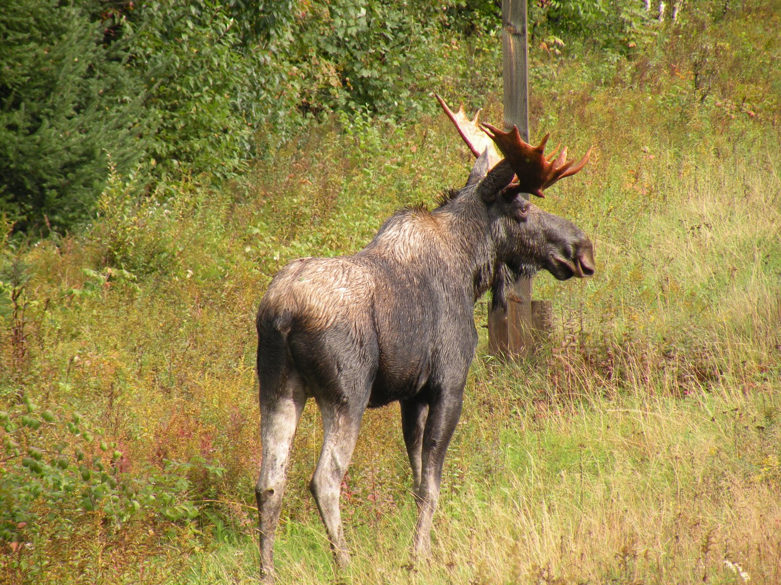 Beauview Cottage Resort BLOG: My First Algonquin Male Moose
